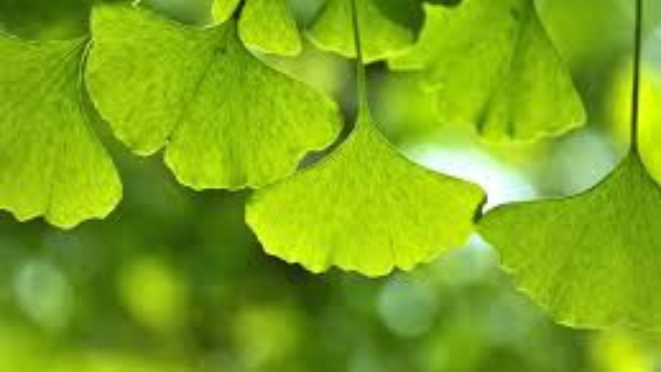 Ginkgo Biloba and Blood Thinners: Safety, Risks, and Side Effects